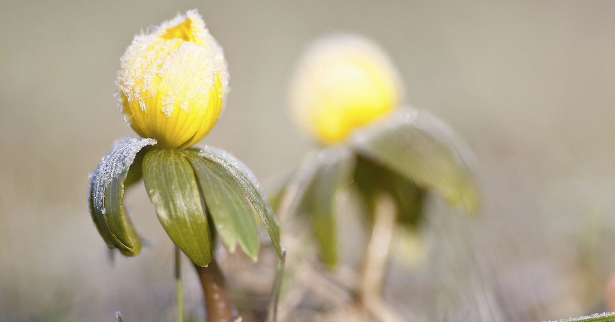 What is spring frost?